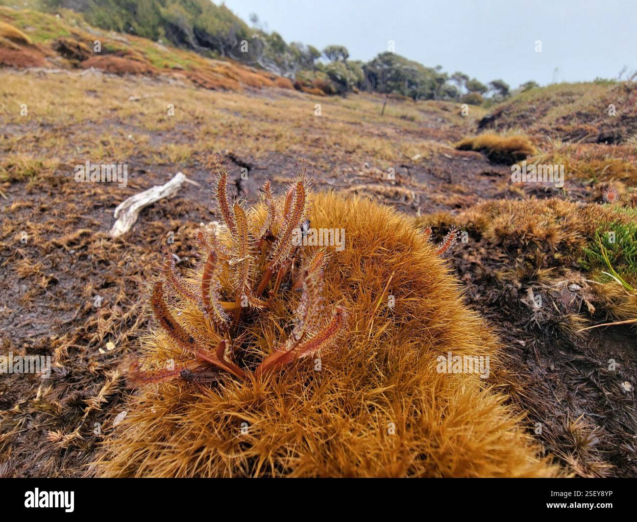 (Drosera arcturi), Plantae, Southland 9818, New Zealand Stock Photo - Alamy