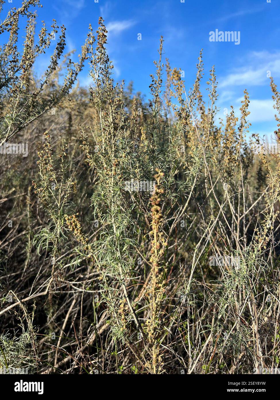 California sagebrush (Artemisia californica), Plantae, Riverside County ...