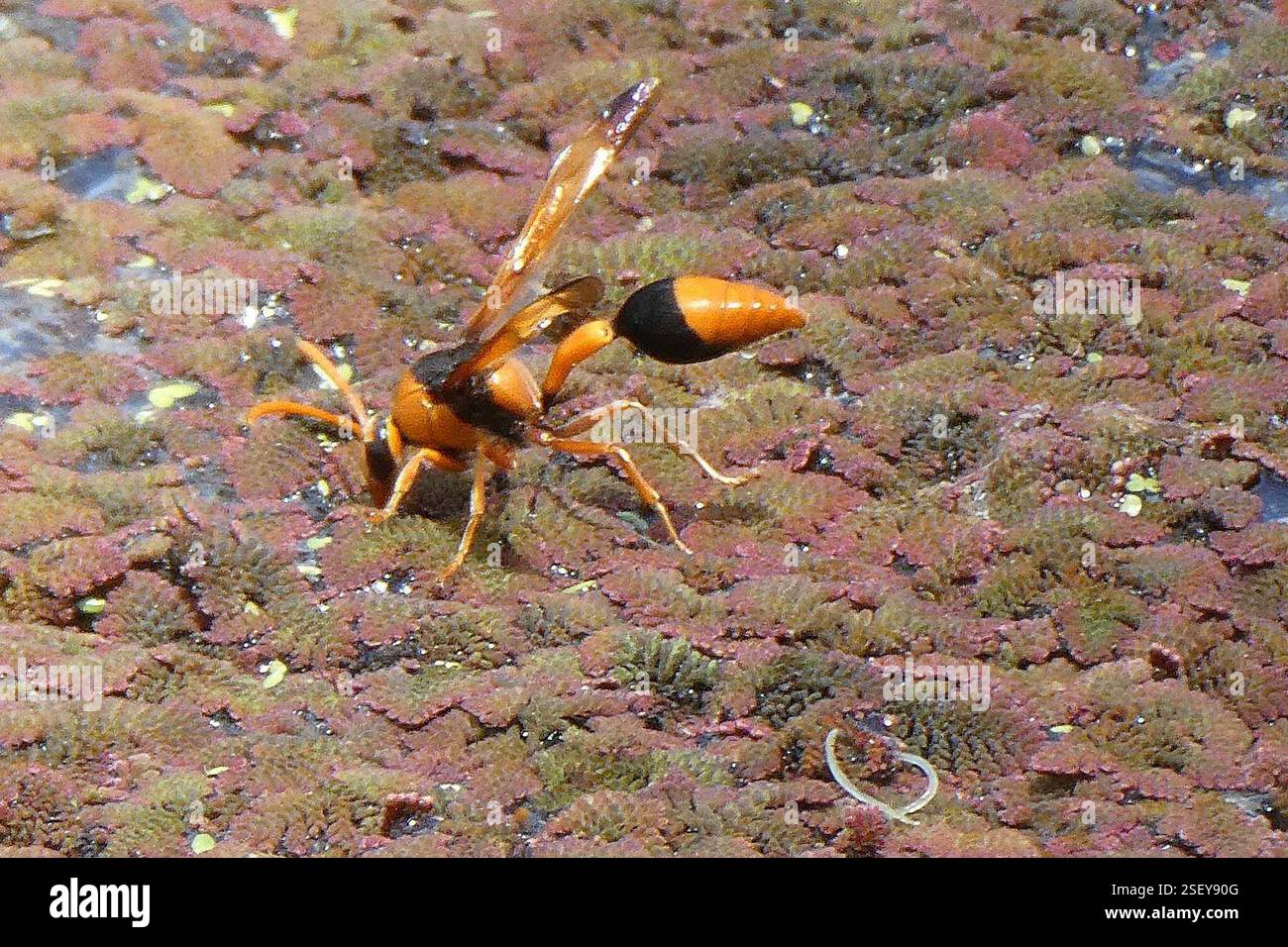 Orange-tailed Potter Wasp (Delta latreillei), Insecta, Sherwood ...