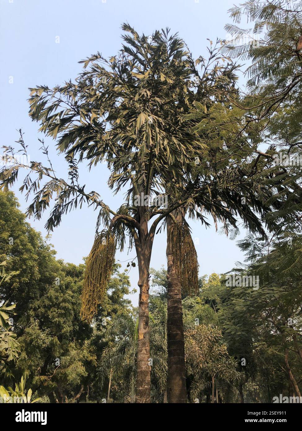 Jaggery palm (Caryota urens), Plantae, Chanakyapuri, New Delhi, DL, IN ...