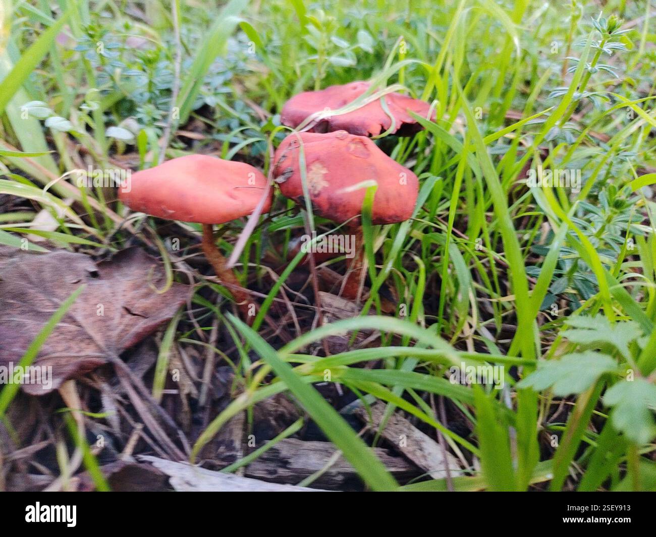Chip Cherries (Leratiomyces ceres), Fungi, Oxford St & University Av ...