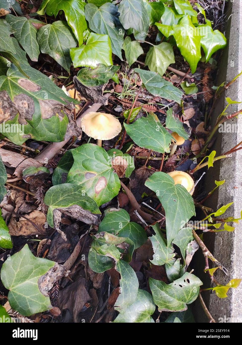 Mulch Maids (Leratiomyces percevalii), Fungi, Moffitt Library ...