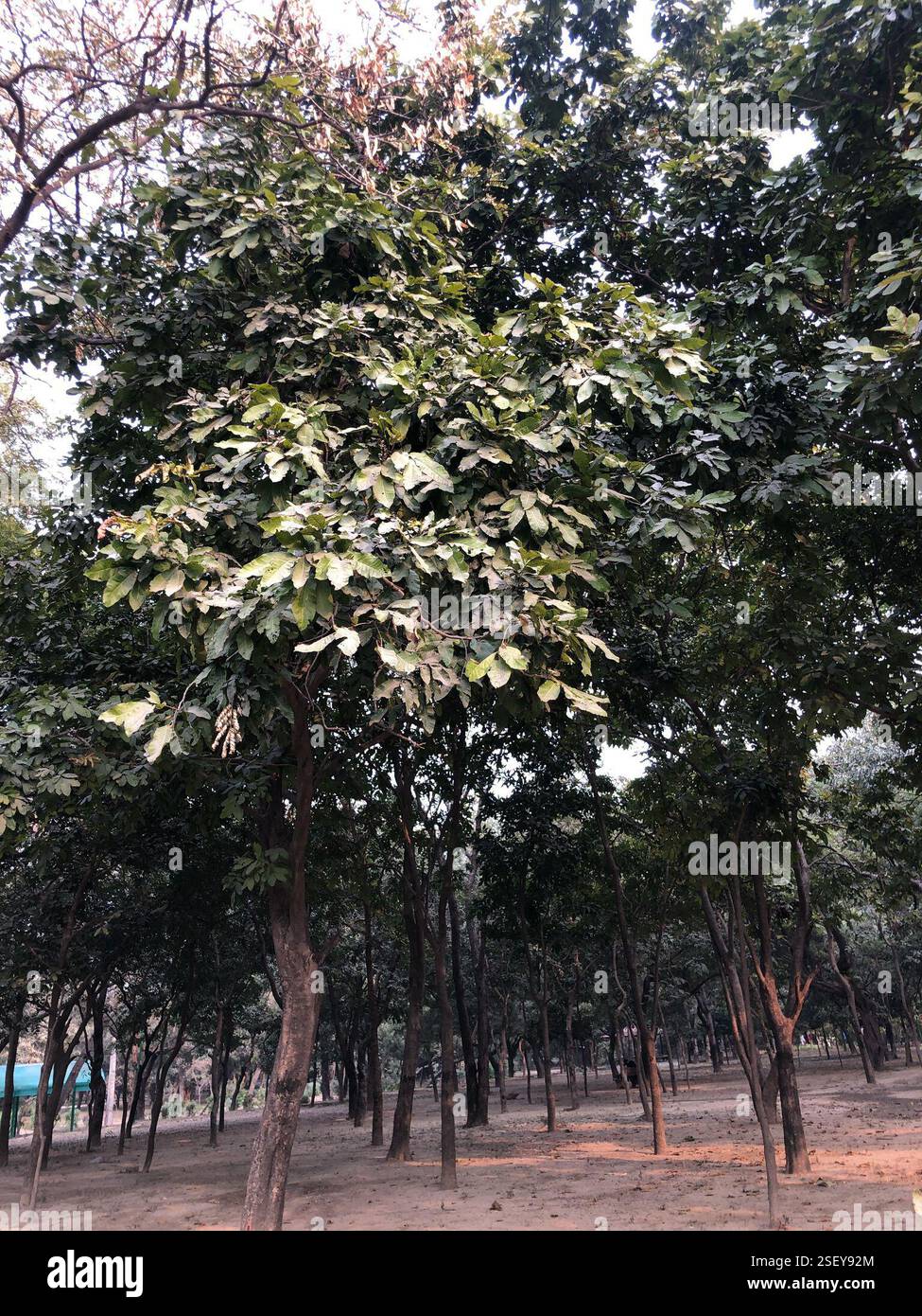 Ceylon Oak (Schleichera oleosa), Plantae, Dhaula Kuan, New Delhi, DL ...
