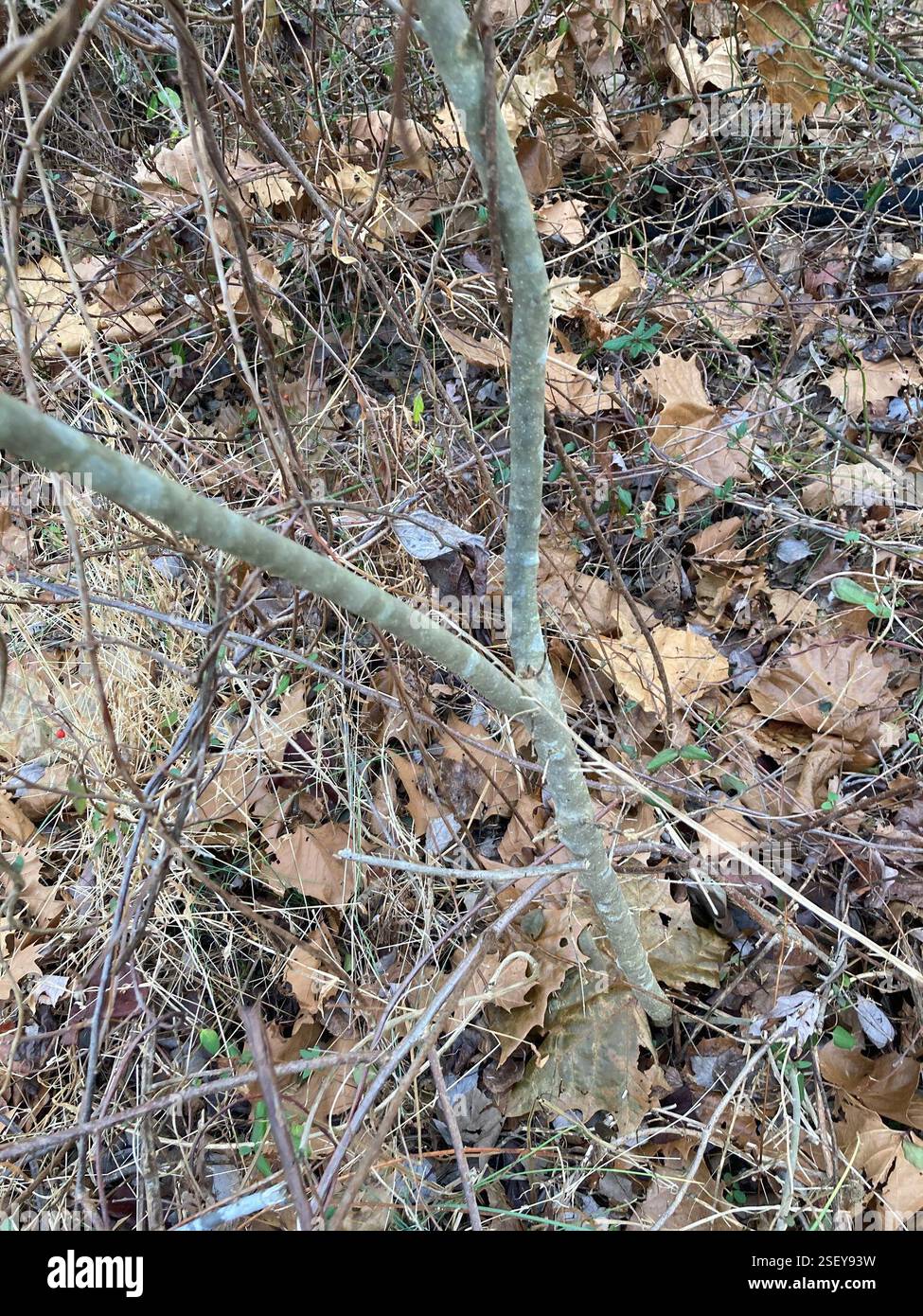 tree privet (Ligustrum lucidum), Plantae, Chapel Road Park, Clifton, VA ...