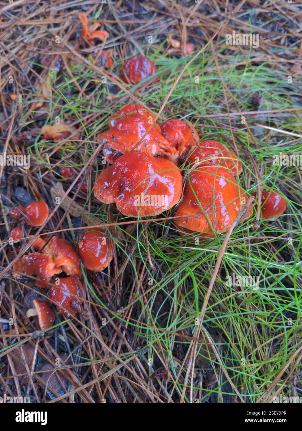Chip Cherries (Leratiomyces ceres), Fungi, Bosworth St & Lippard Ave ...