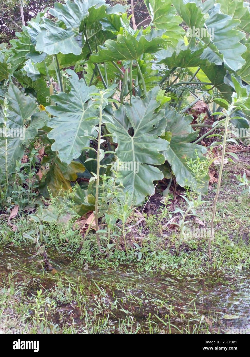 (Thaumatophyllum undulatum), Plantae, Paraguay Stock Photo - Alamy
