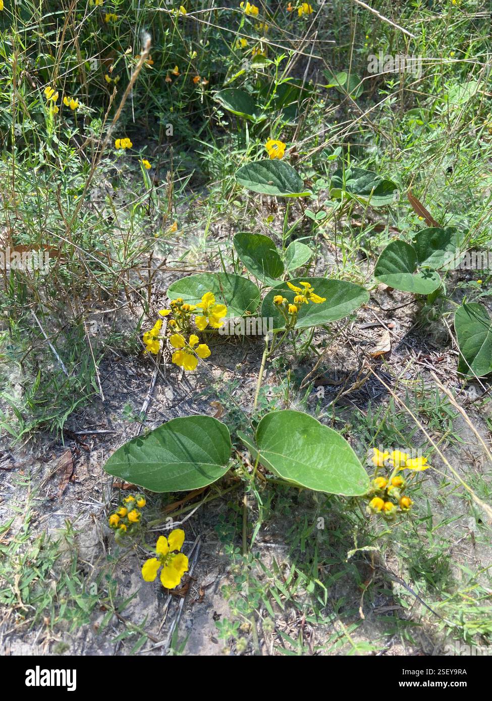 (Stigmaphyllon bonariense), Plantae, Berazategui, Province de Buenos ...