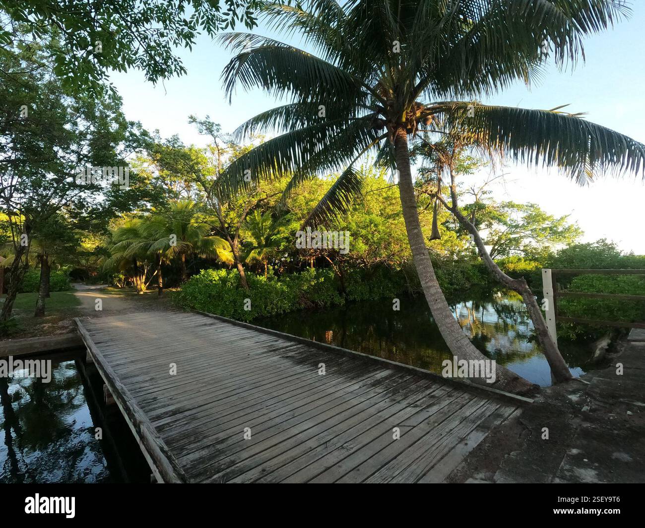 coconut palm (Cocos nucifera), Plantae, José Santos Guardiola, Honduras ...