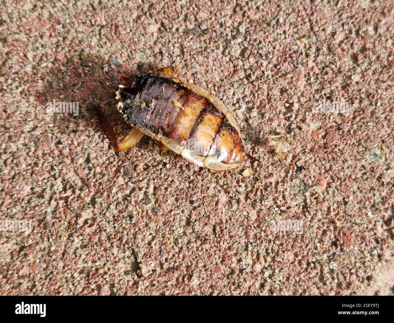 Gisborne Cockroach (Drymaplaneta semivitta), Insecta, Glenholme ...
