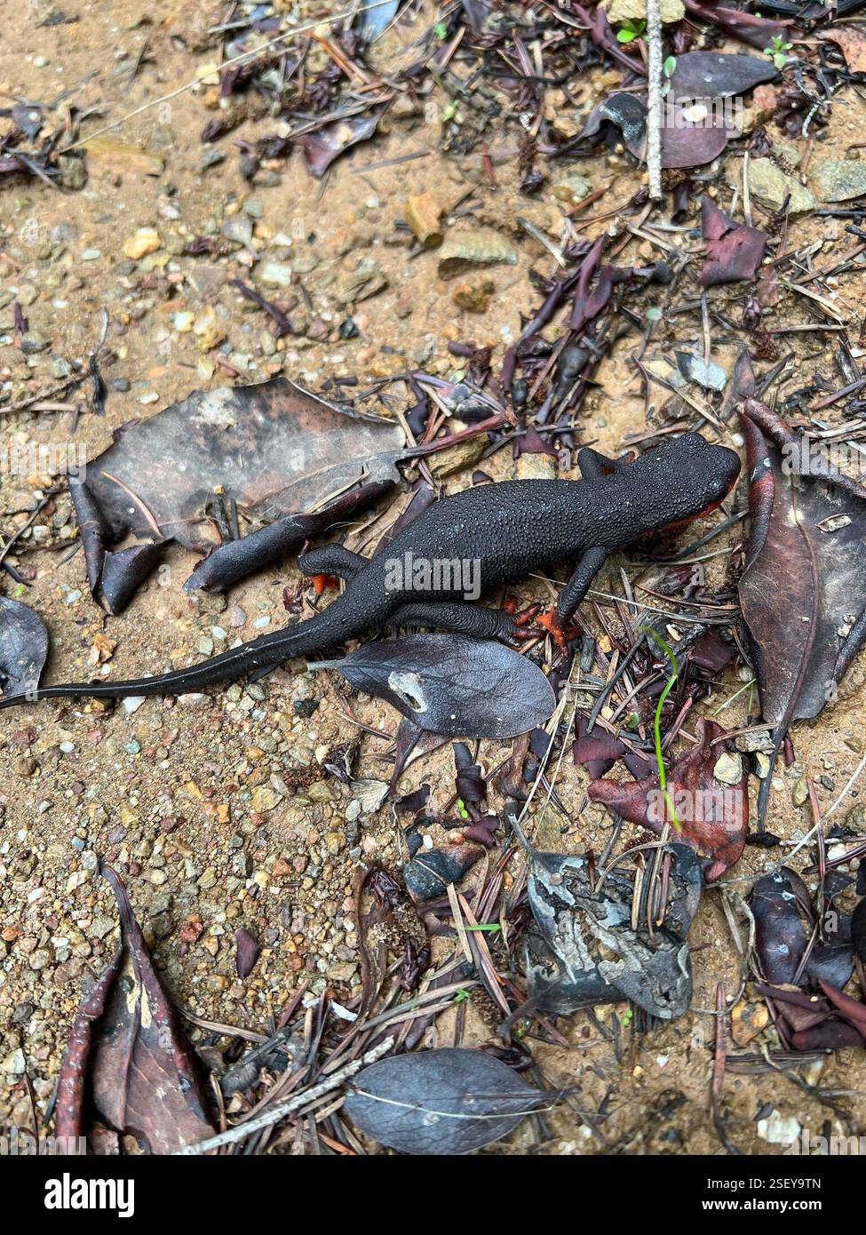 Red-bellied Newt (Taricha rivularis), Amphibia, California, US Stock ...