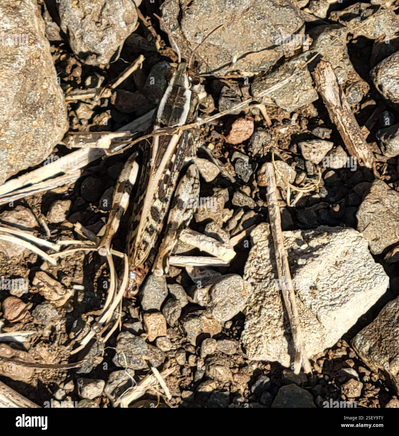 Barbarian Grasshopper (Calliptamus barbarus), Insecta, Golan, IL Stock ...