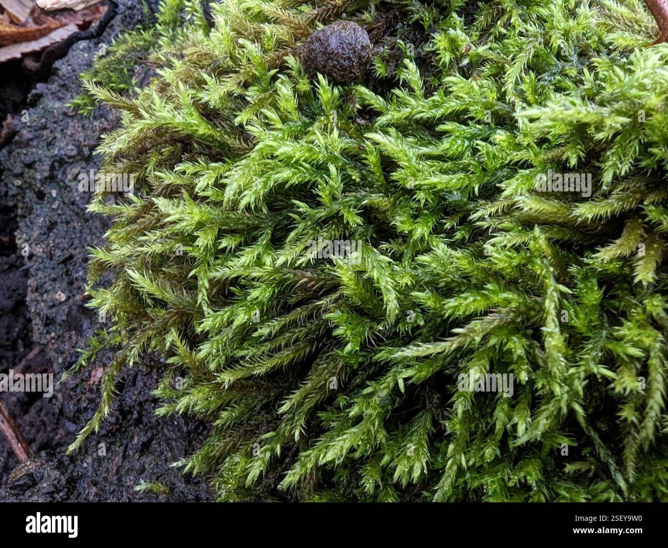 tree mat homalothecium moss (Homalothecium fulgescens), Plantae ...