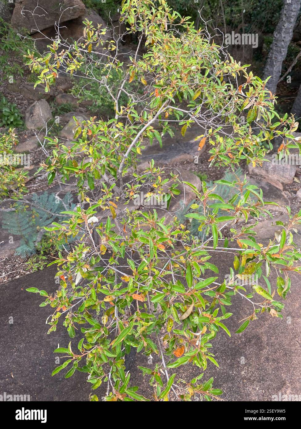 Lavender Feverberry (Croton gratissimus), Plantae, University of ...