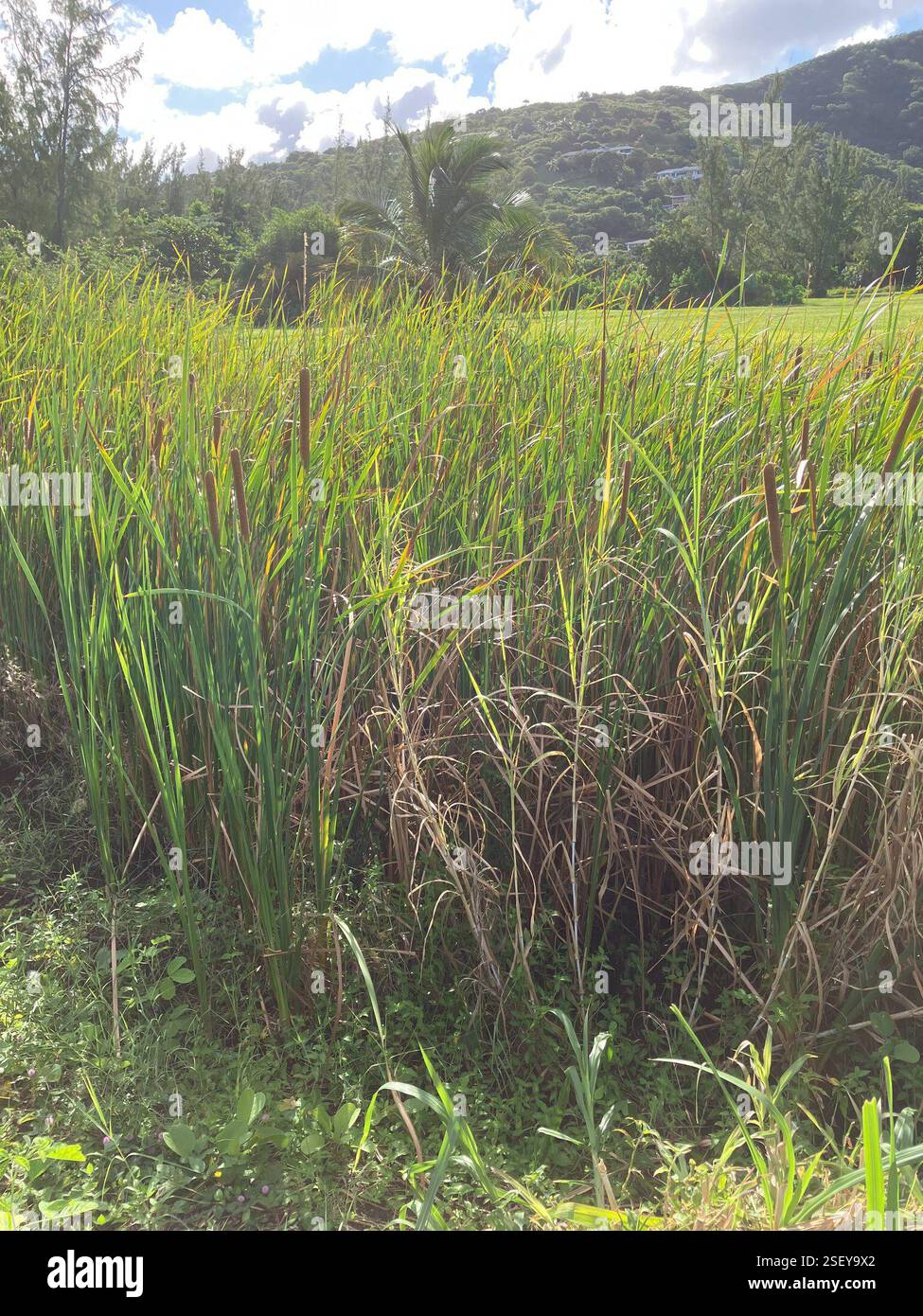 southern cattail (Typha domingensis), Plantae, Saint Peter, MS Stock ...