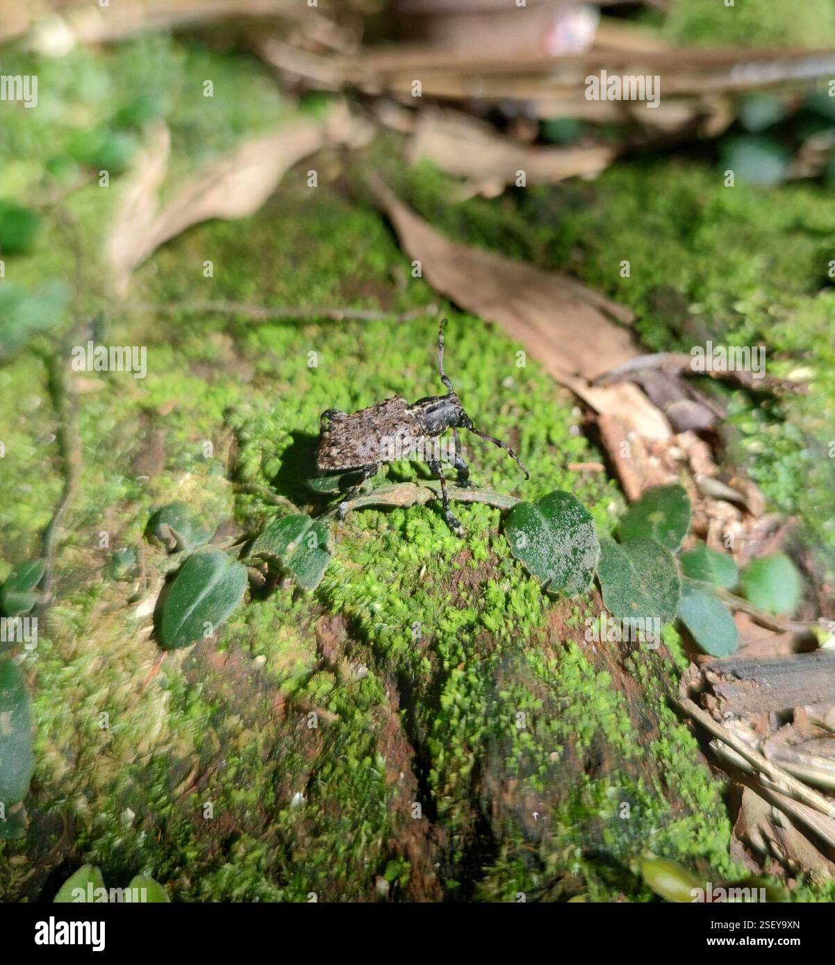Flat-faced Longhorn Beetles (Lamiinae), Insecta, Avenida Luís Carlos ...