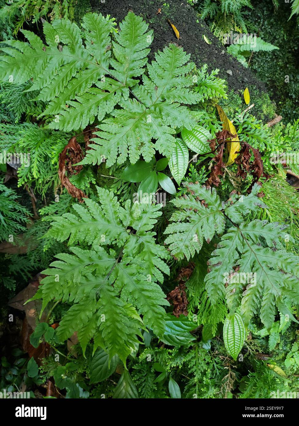 Gaudichaud's Halberd Fern (Tectaria gaudichaudii), Plantae, Hawaii, US ...