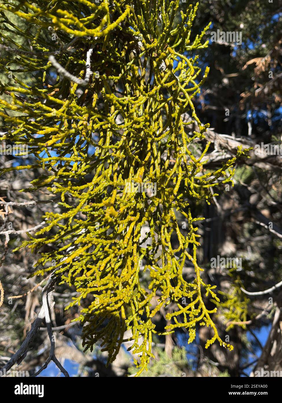 Juniper Mistletoe (Phoradendron juniperinum), Plantae, Clark County, US ...