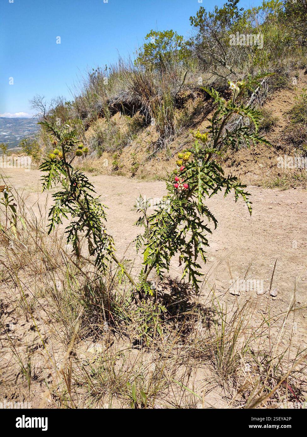 Red Buffalo-bur (Solanum sisymbriifolium), Plantae, Sutamarchán, Boyacá ...