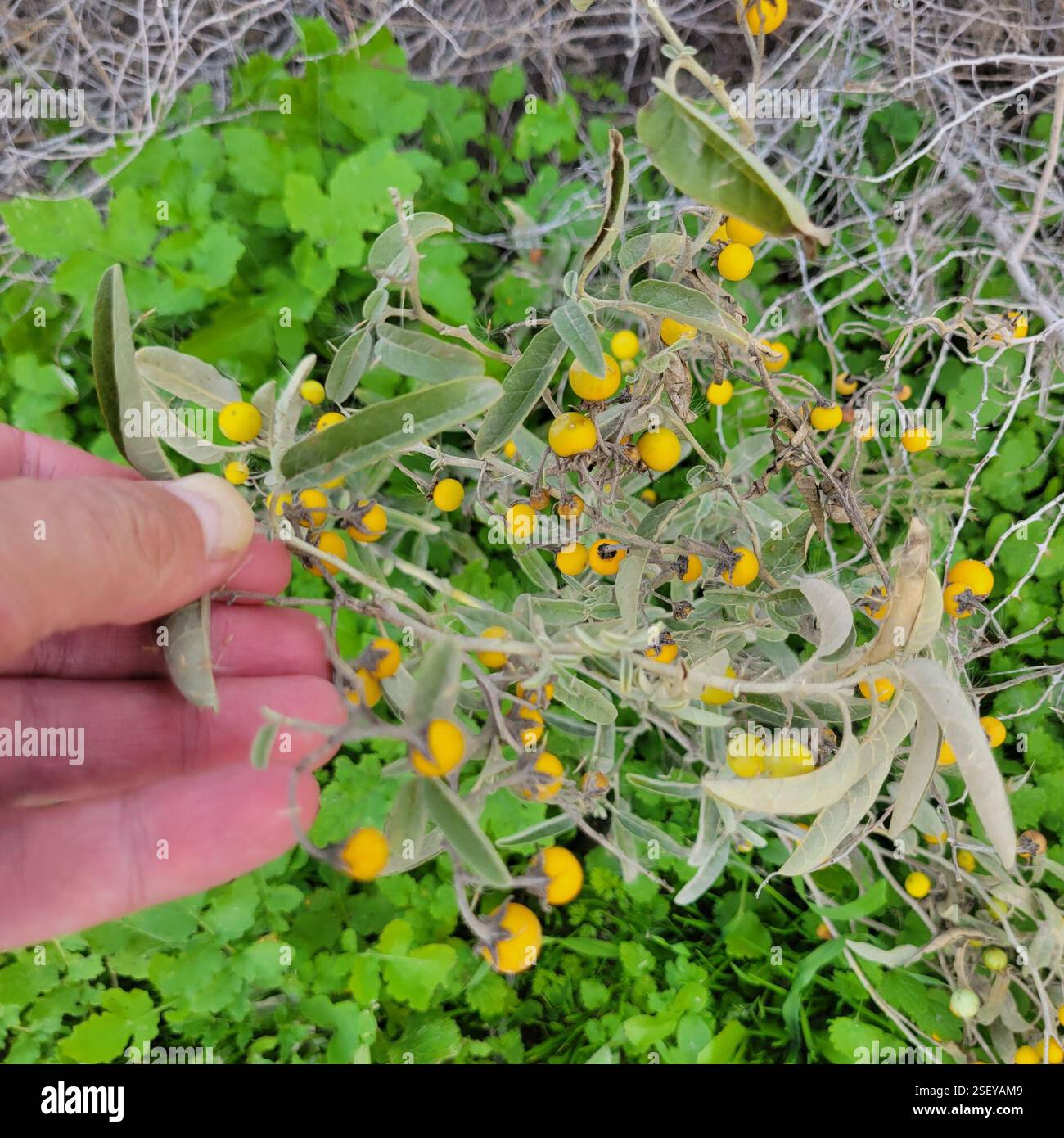 silverleaf nightshade (Solanum elaeagnifolium), Plantae, Emek HaMayanot ...