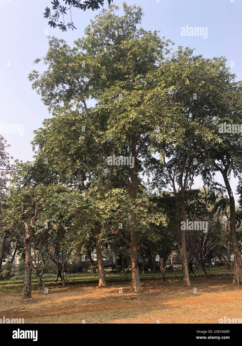 Arjun tree (Terminalia arjuna), Plantae, Niti Marg, New Delhi, DL, IN ...