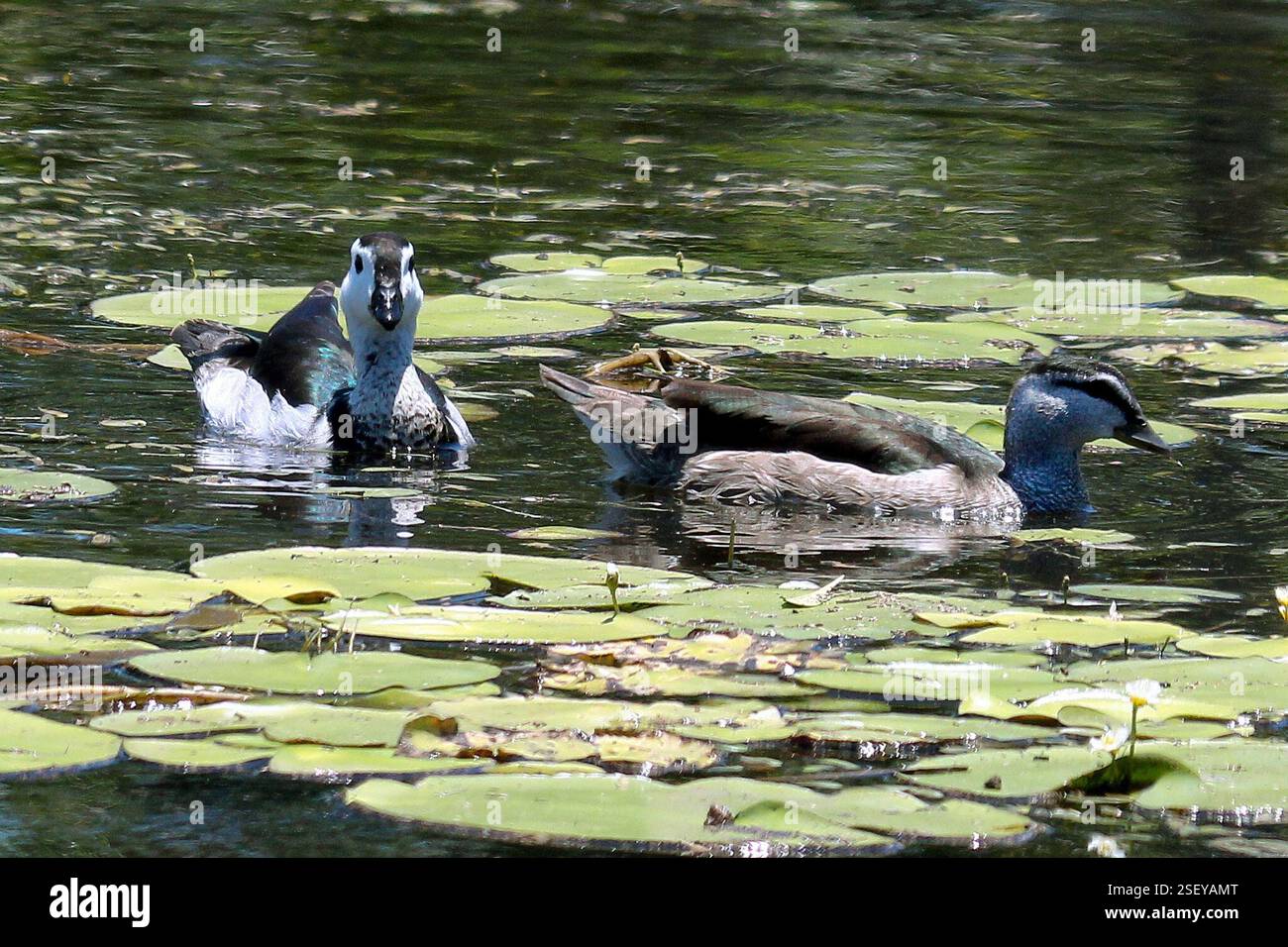 Cotton Pygmy-Goose (Nettapus coromandelianus), Aves, Bald Hills QLD ...
