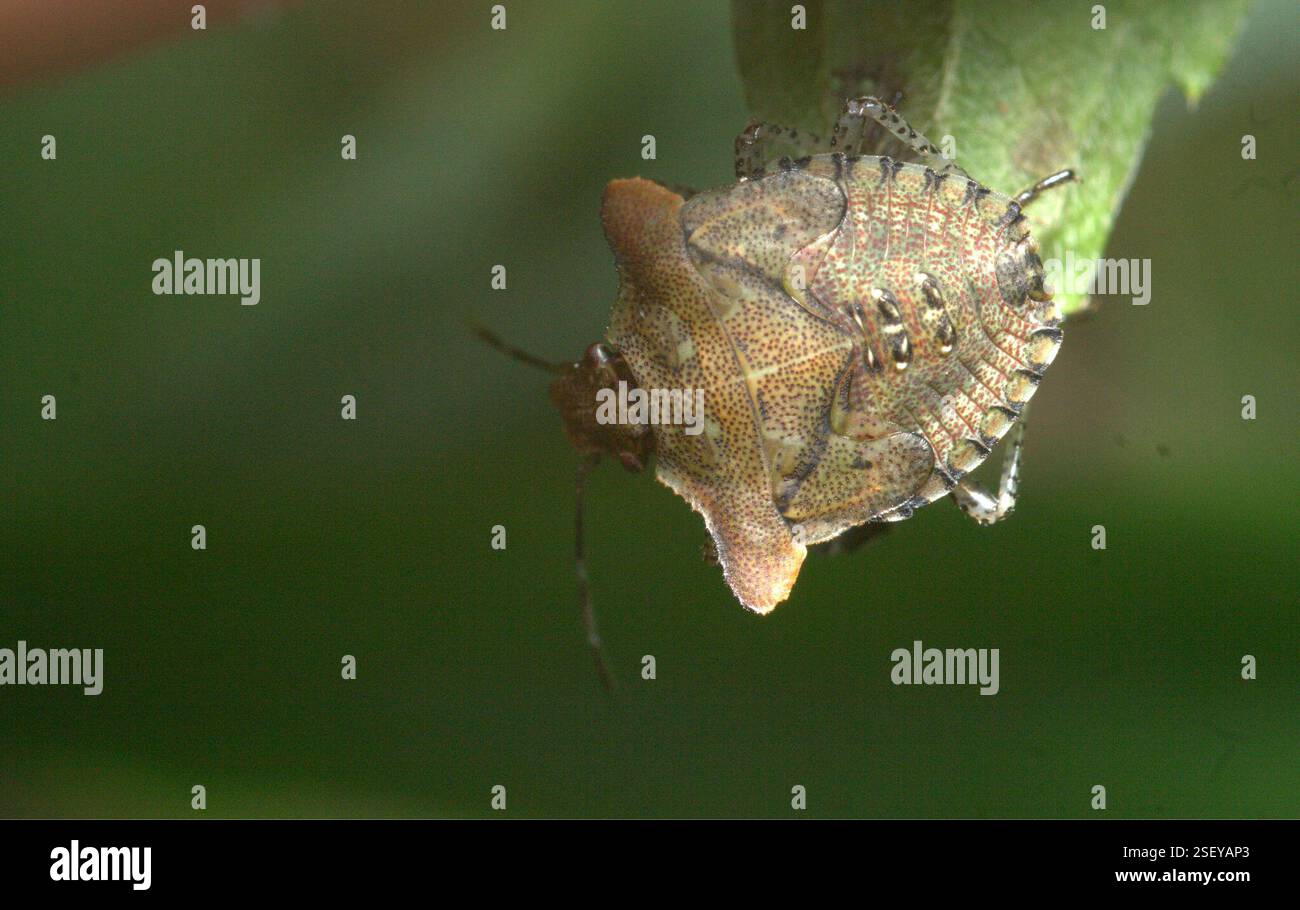 Stink Bugs, Shield Bugs, and Allies (Pentatomoidea), Insecta, Irati ...