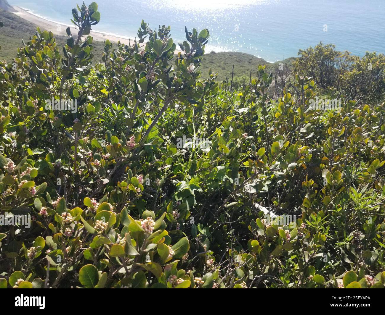 lemonade berry (Rhus integrifolia), Plantae, Malibu, CA 90265, USA ...