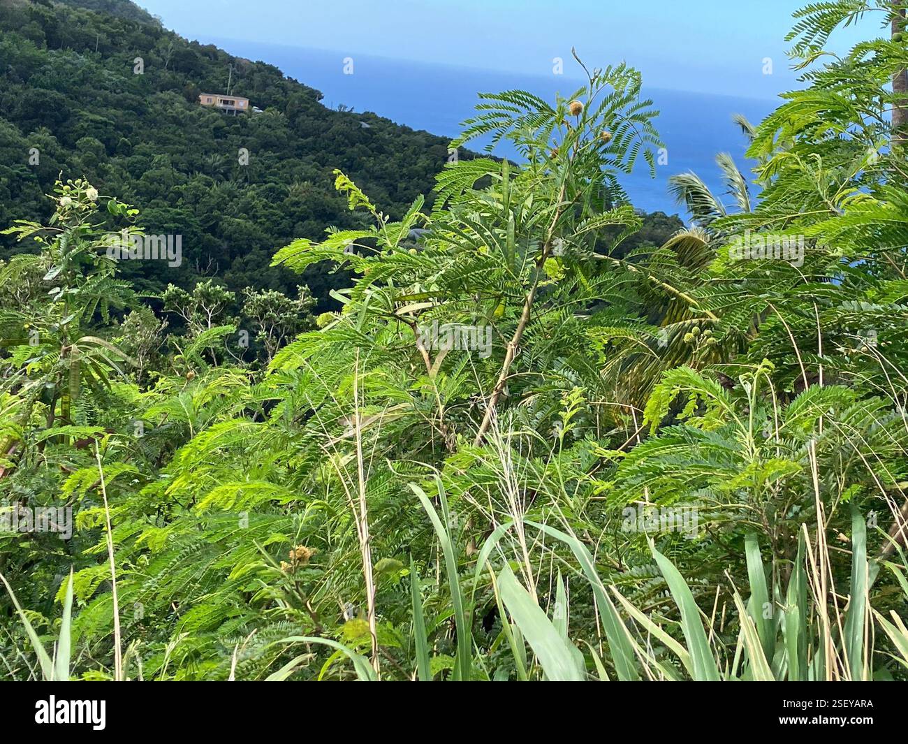 White leadtree (Leucaena leucocephala), Plantae, Saint Peter, MS Stock ...