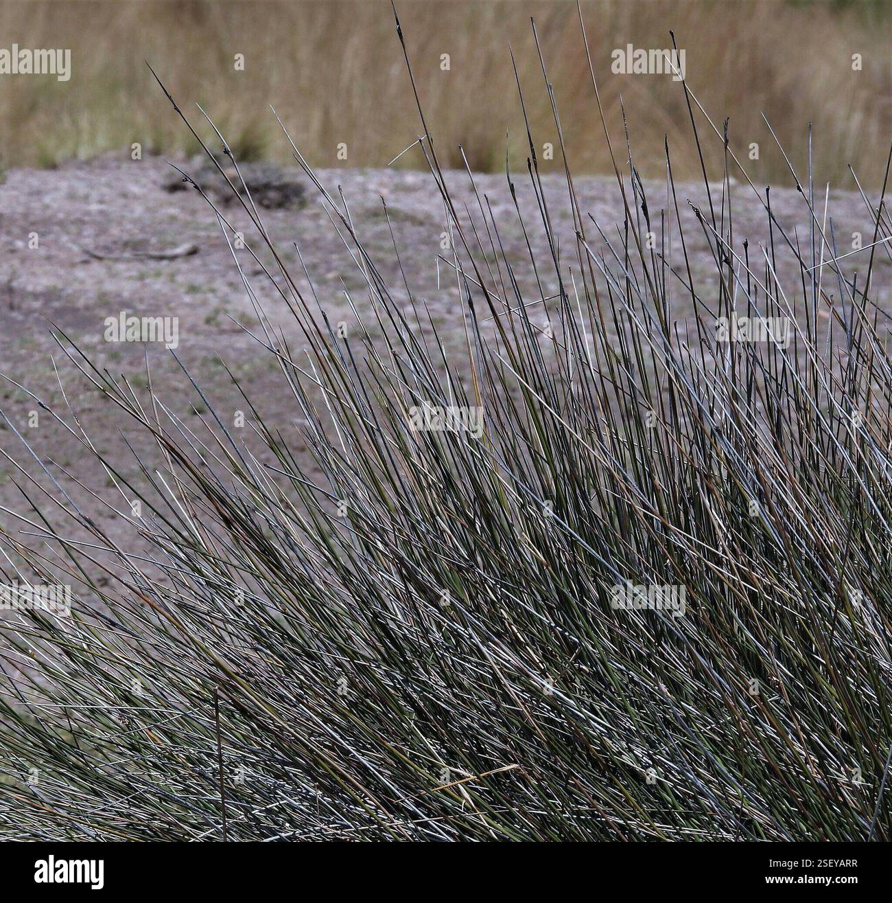 spiny rush (Juncus acutus), Plantae, Florentino Ameghino, Chubut ...