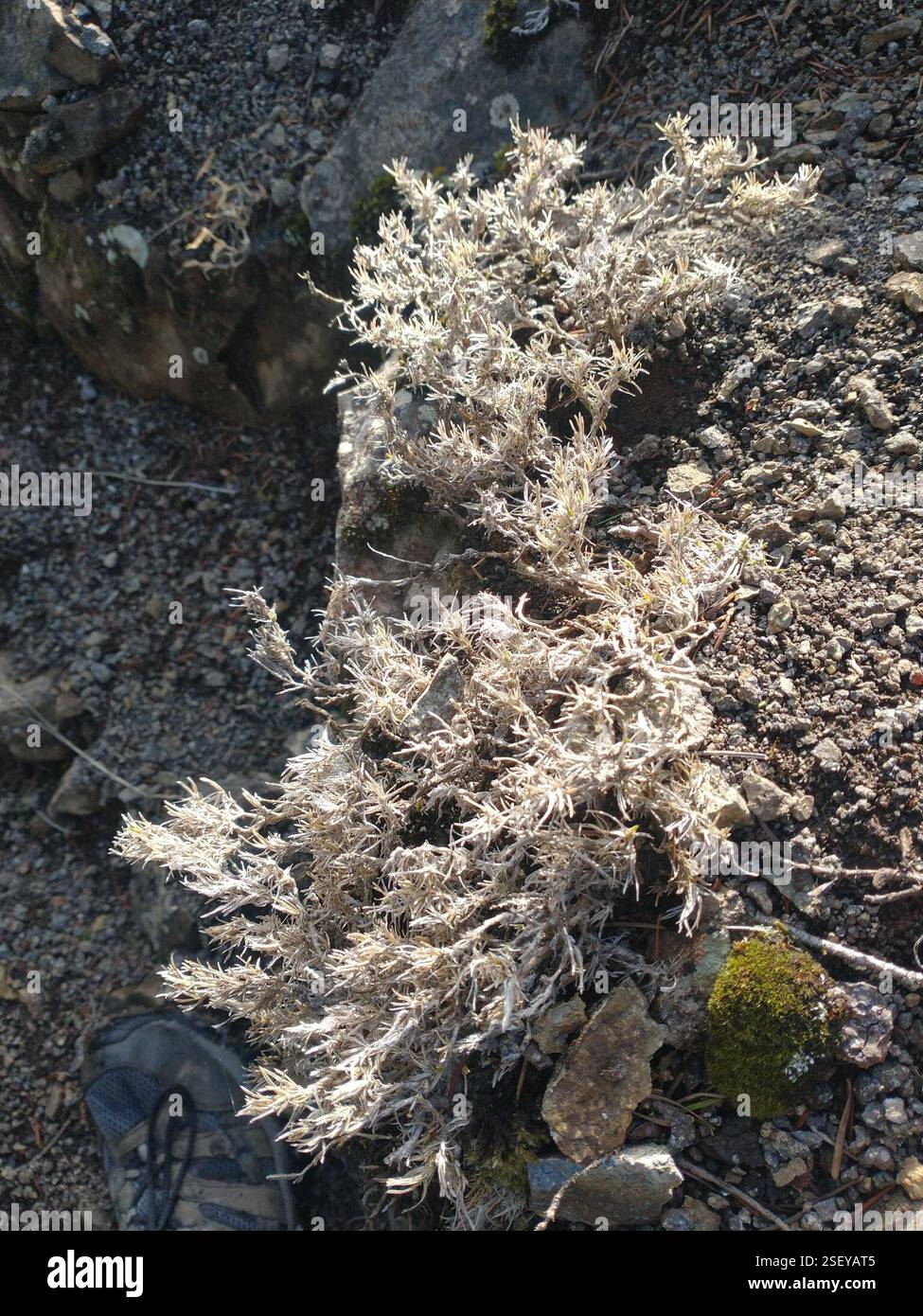 spreading phlox (Phlox diffusa), Plantae, Tillamook, OR 97141, USA ...