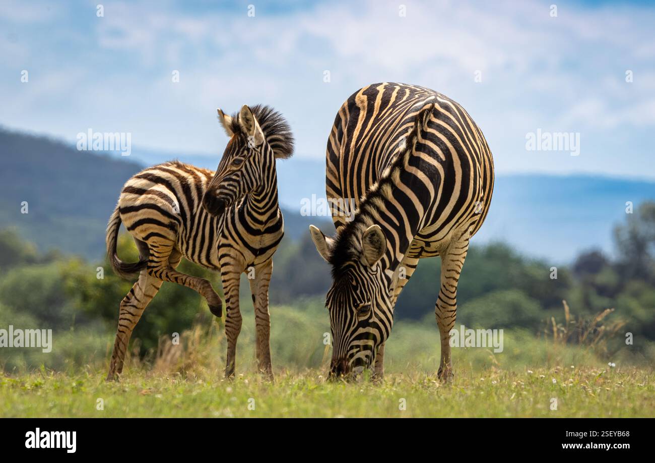 Zebra family hi-res stock photography and images - Alamy