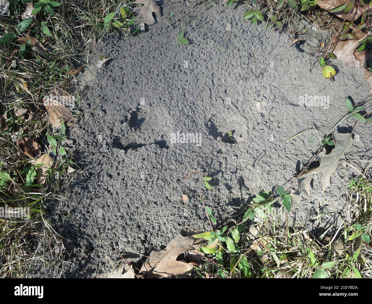Red Imported Fire Ant (Solenopsis invicta), Insecta, Windsor Forest ...