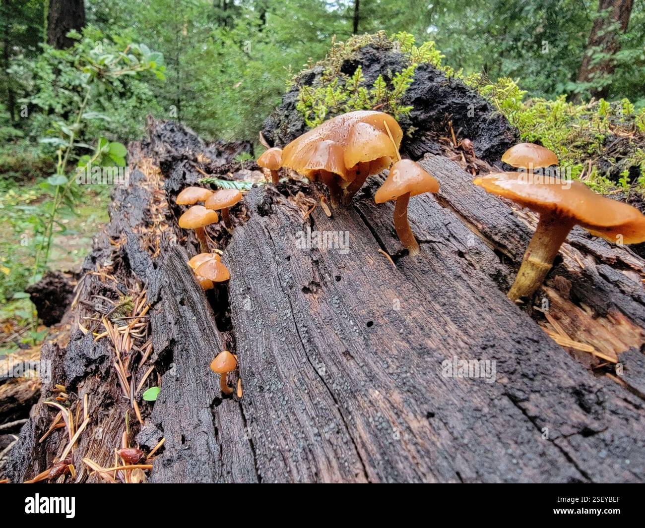 Moss Bells (Galerina), Fungi, Los Gatos, CA 95033, USA Stock Photo - Alamy