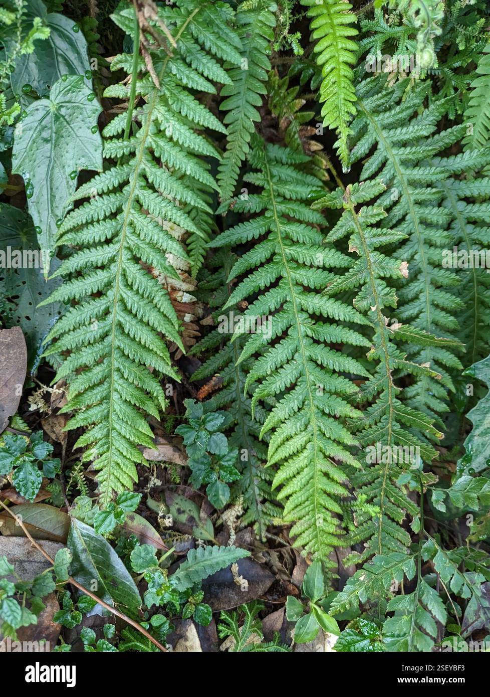 Japanese beech fern (Phegopteris decursive-pinnata), Plantae, 252 ...