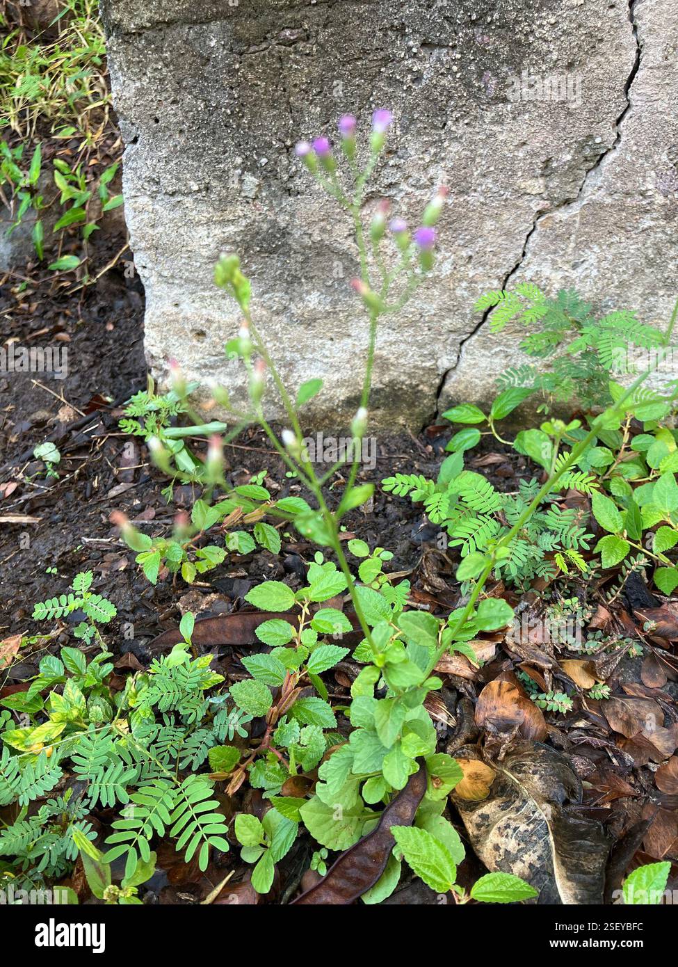 little ironweed (Cyanthillium cinereum), Plantae, Saint Peter, MS Stock ...