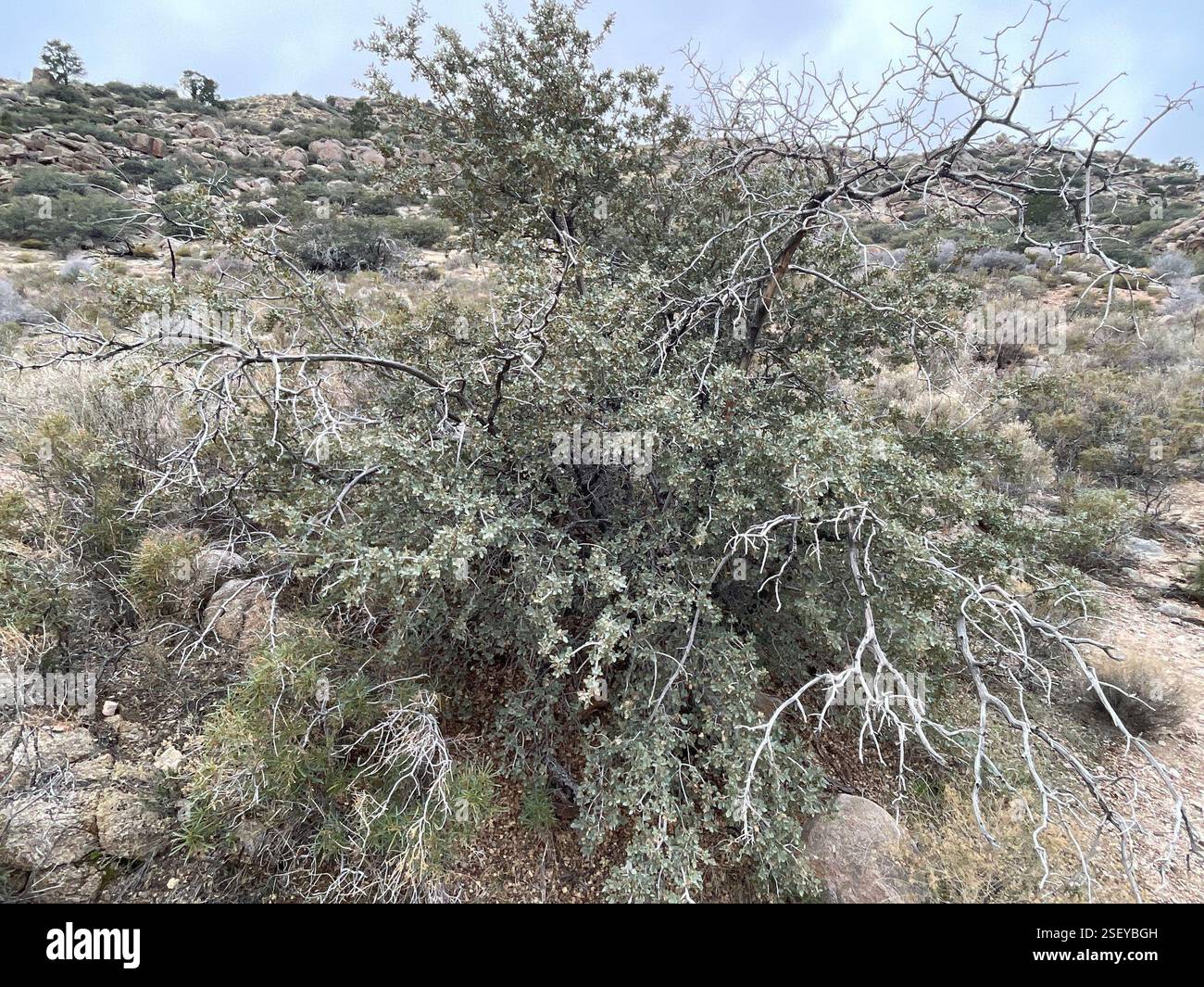 Sonoran scrub oak (Quercus turbinella), Plantae, Clark County, US-NV ...