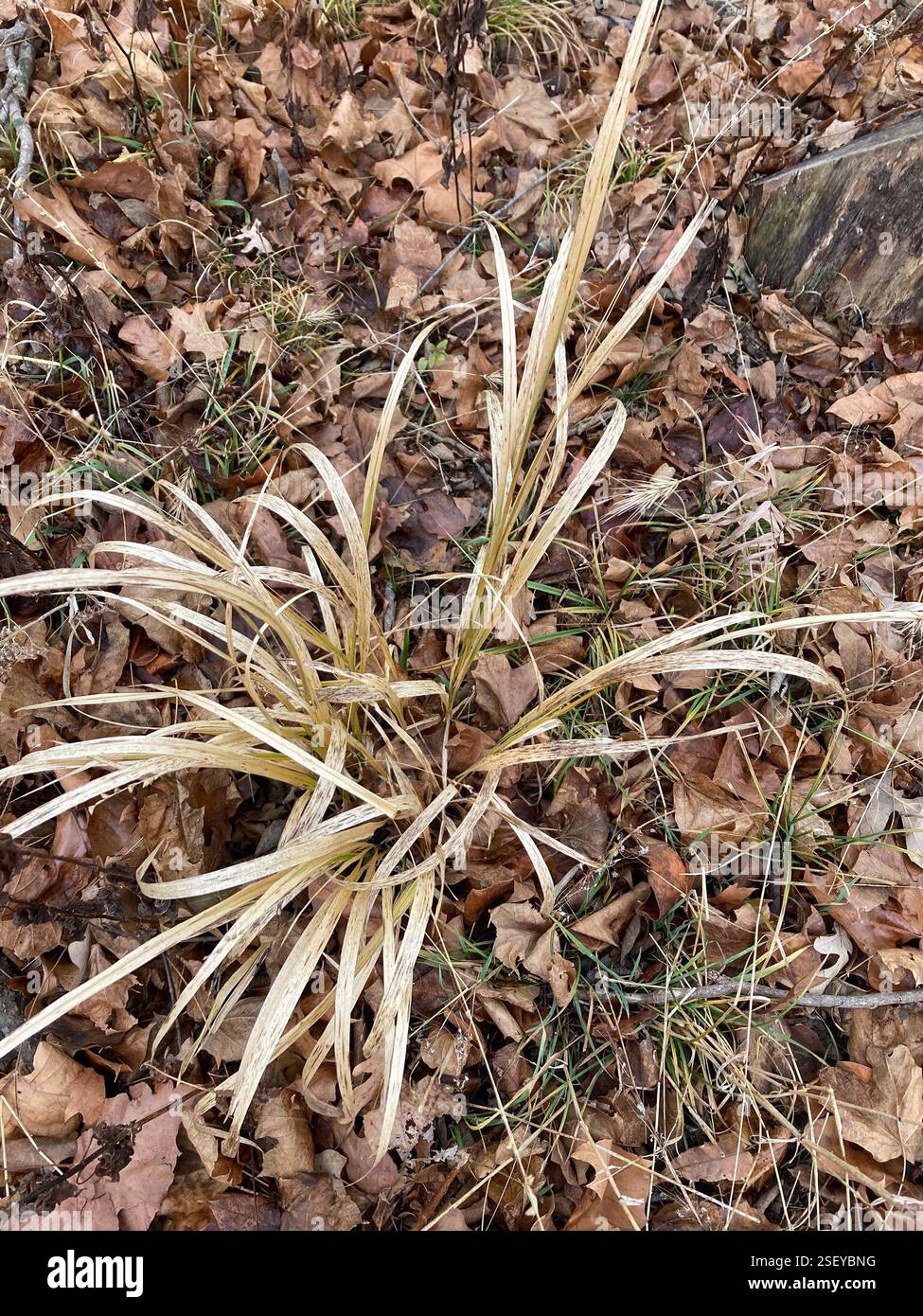 Beak Grass (Diarrhena obovata), Plantae, River Rd, Indianapolis, IN, US ...