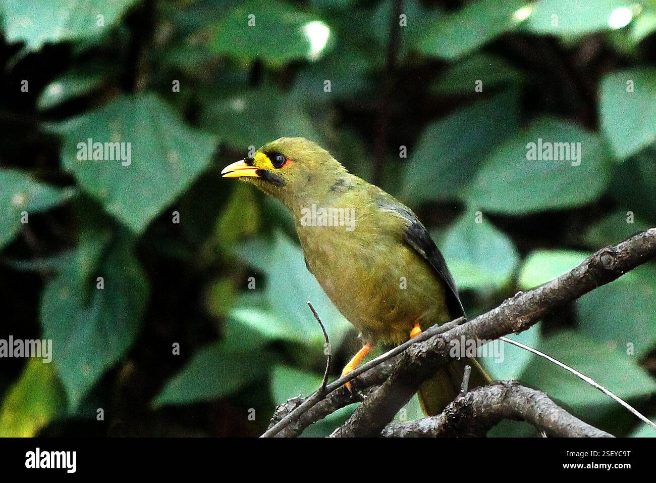 Bell Miner (Manorina melanophrys), Aves, Tregony QLD 4370, Australia ...