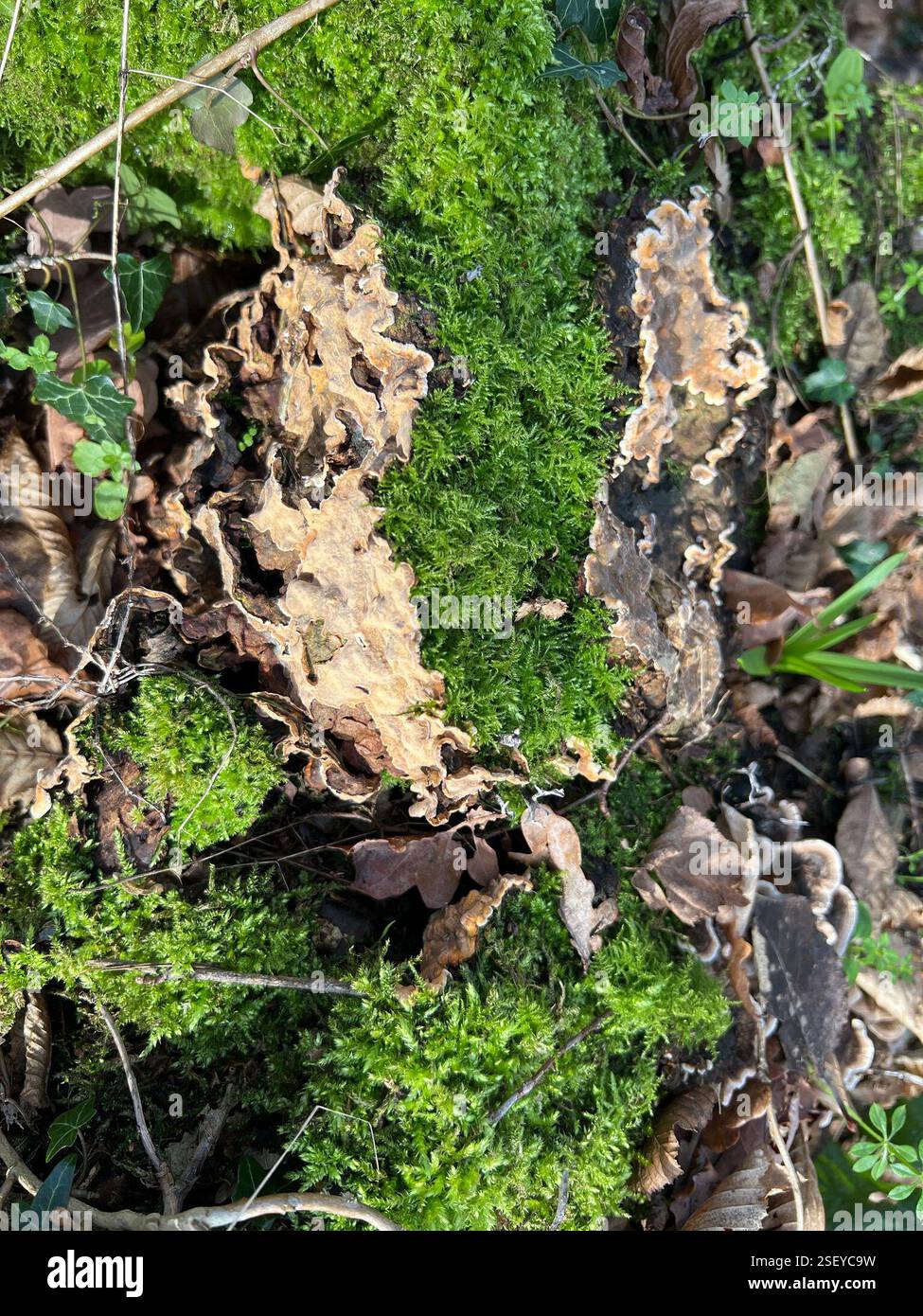 Smoky polypore (Bjerkandera adusta), Fungi, Arterial Road, Rayleigh ...
