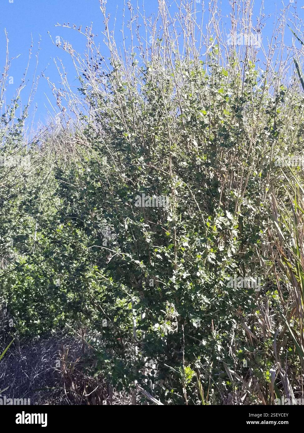 southern coastal bushmallow (Malacothamnus fasciculatus), Plantae ...