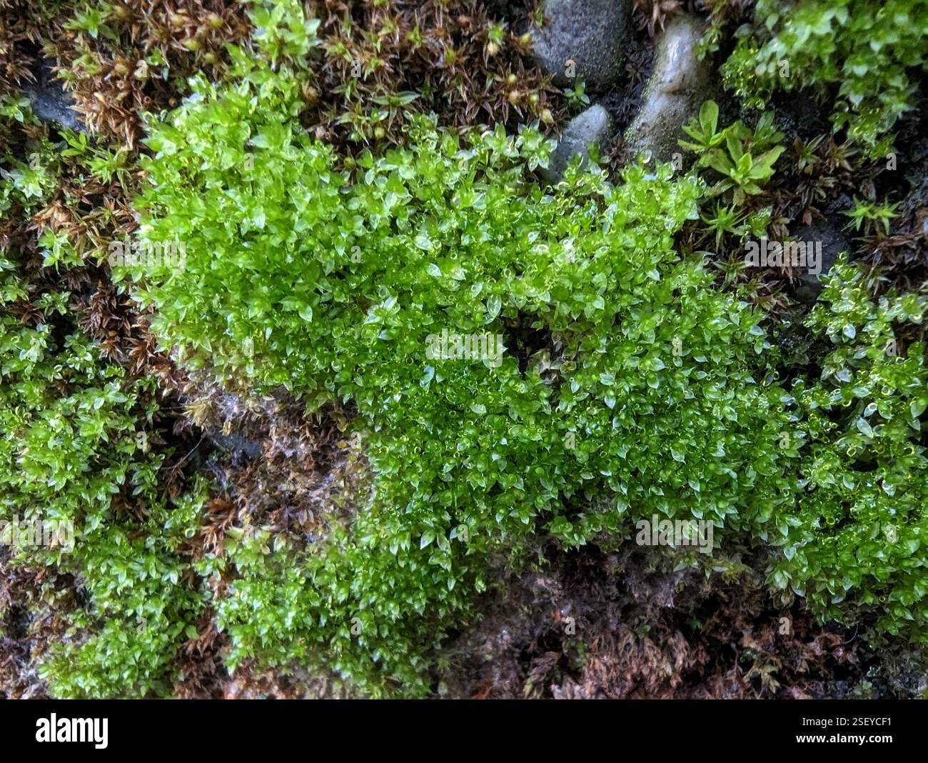 Capillary Thread-moss (Ptychostomum capillare), Plantae, Vancouver, BC ...