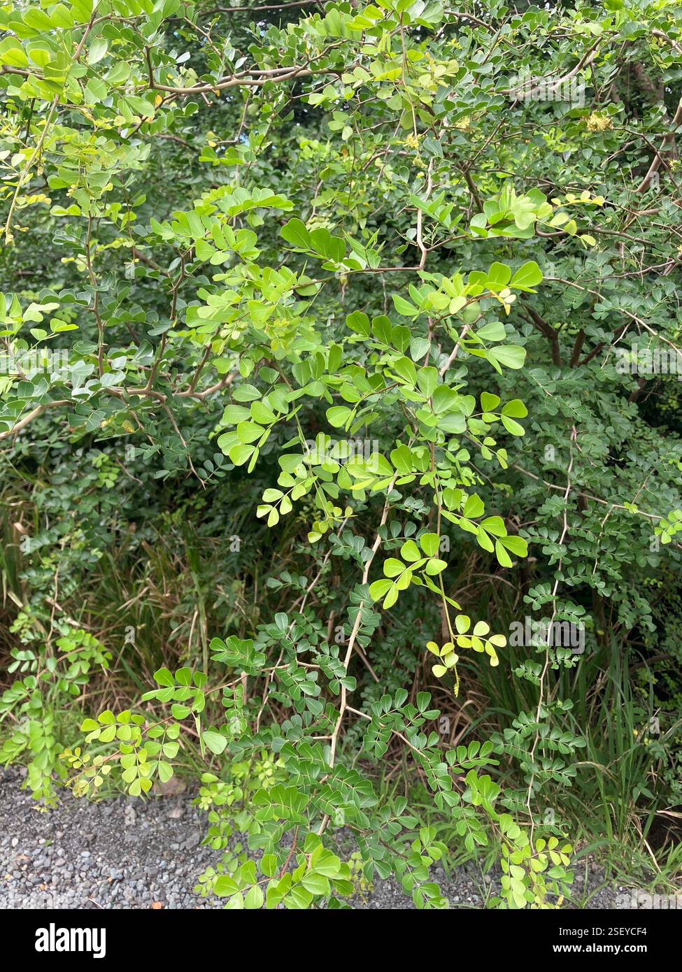 Bloodwood Tree (Haematoxylum campechianum), Plantae, Saint Anthon, MS ...