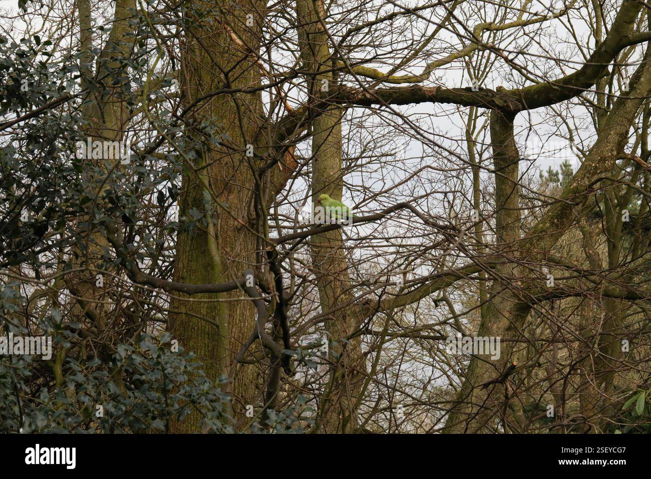 Rose-ringed Parakeet (Psittacula krameri), Aves, Sefton Park, Mossley ...