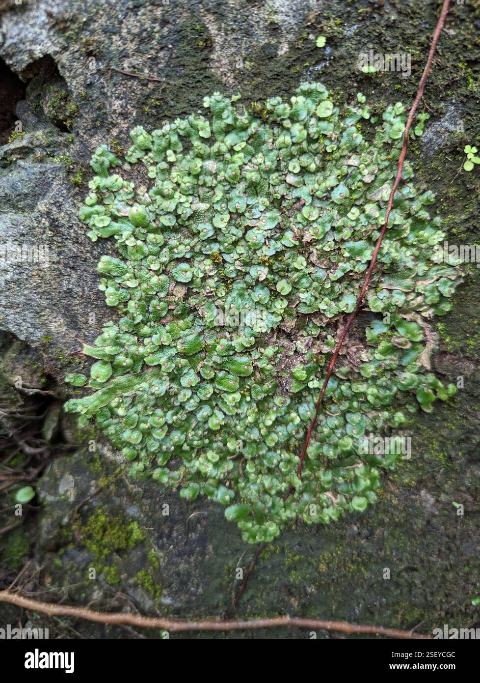 Hemisphaeric Liverwort (Reboulia hemisphaerica), Plantae, Sheliao [New ...