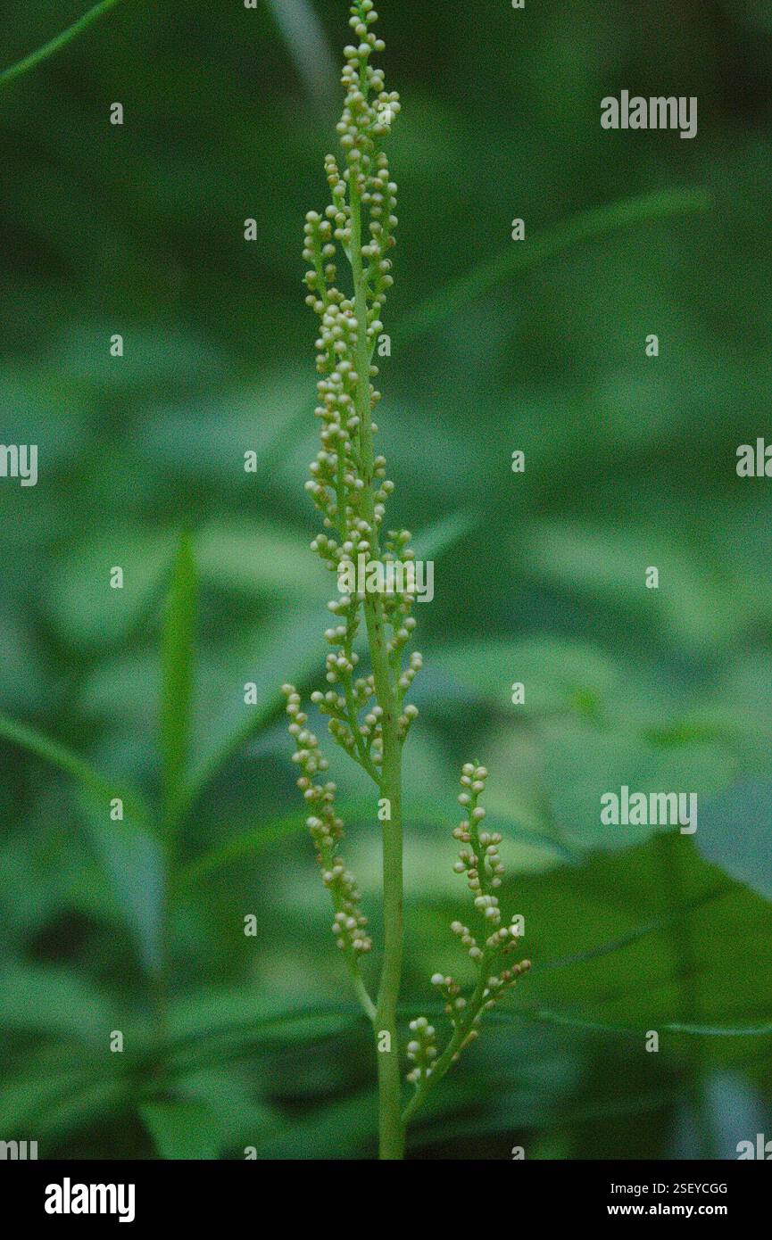 rattlesnake fern (Botrypus virginianus), Plantae, Orford, QC, Canada ...