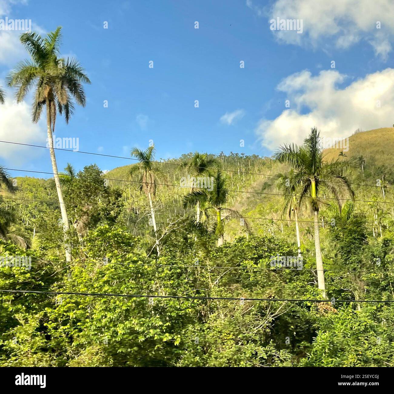 Royal Palm (Roystonea regia), Plantae, Carretera de Soroa, Pinar del Río, CU, Cuban Royal Palm ...