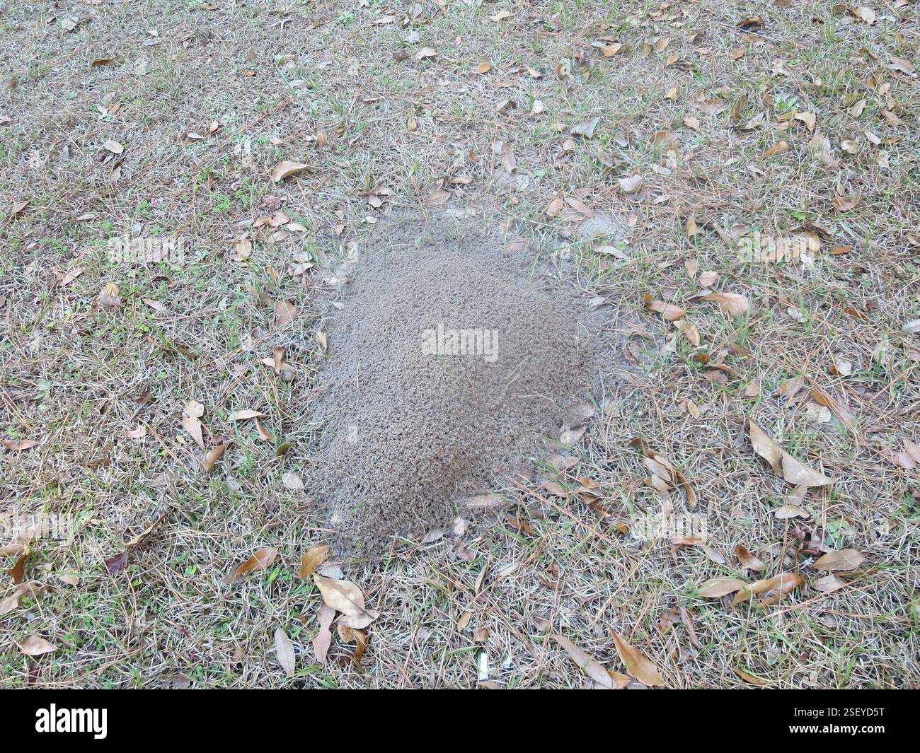 Red Imported Fire Ant (Solenopsis invicta), Insecta, Windsor Forest ...