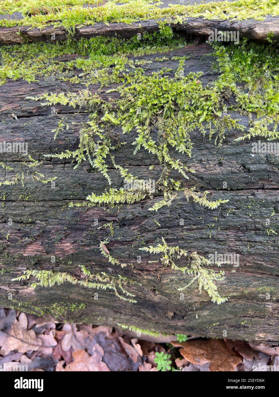Common Feather-moss (Kindbergia praelonga), Plantae, Arterial Road ...