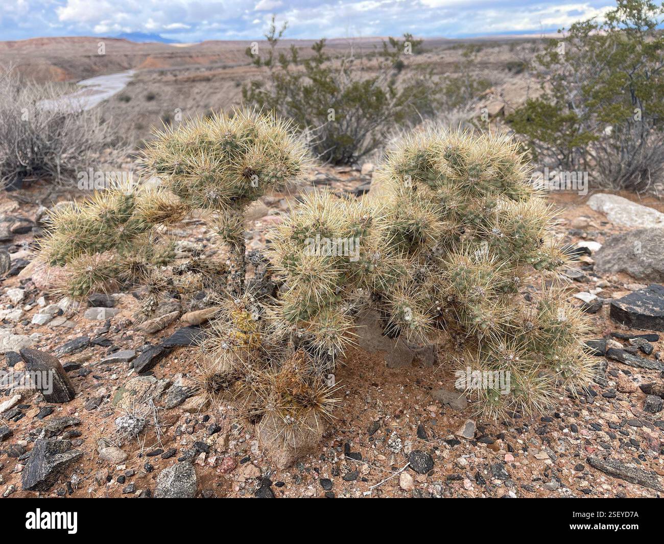 Silver Cholla (Cylindropuntia echinocarpa), Plantae, Logandale, NV, US ...