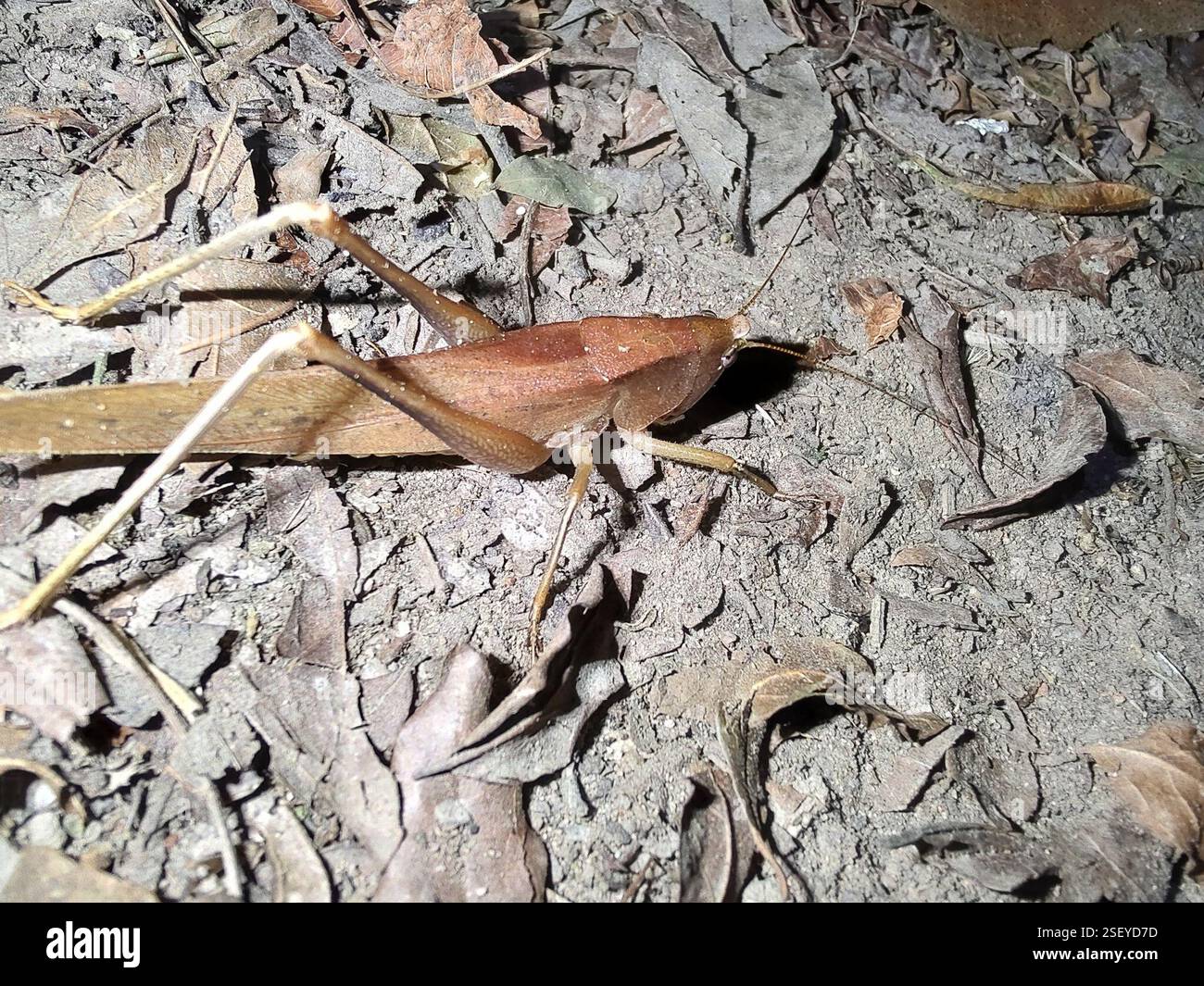 Common Coneheads (Neoconocephalus), Insecta, Arroio dos Ratos - RS ...